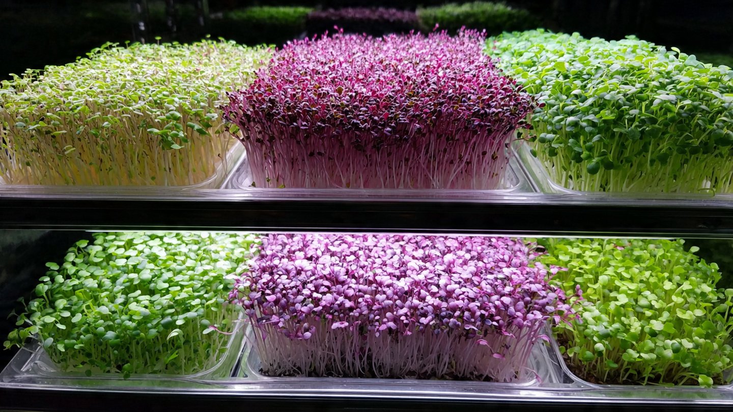 How Can You Achieve a Continuous Indoor Harvest of Microgreens ...